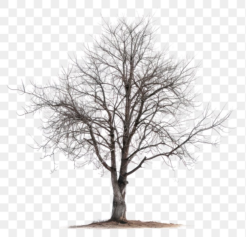 Dead Tree Transparent Images | Free Photos, PNG Stickers, Wallpapers ...