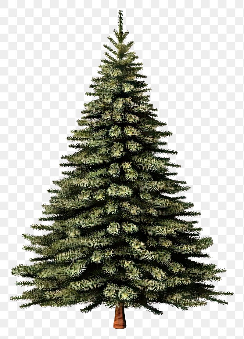 Spruce PNG Images | Free Photos, PNG Stickers, Wallpapers & Backgrounds ...