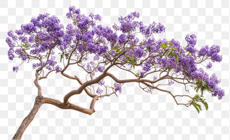 Jacaranda Trees PNG Images | Free Photos, PNG Stickers, Wallpapers ...