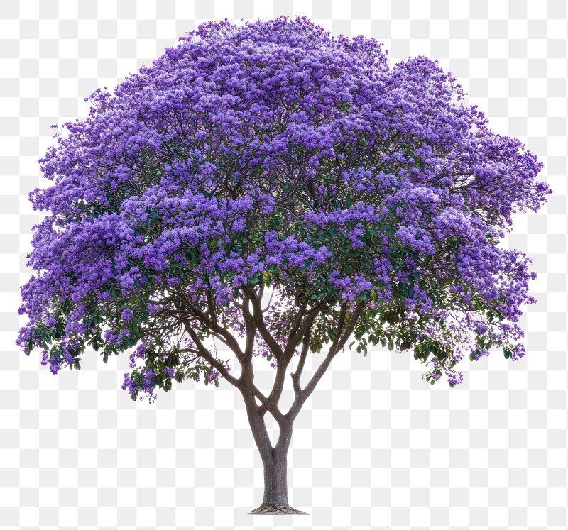 Jacaranda Trees PNG Images | Free Photos, PNG Stickers, Wallpapers ...