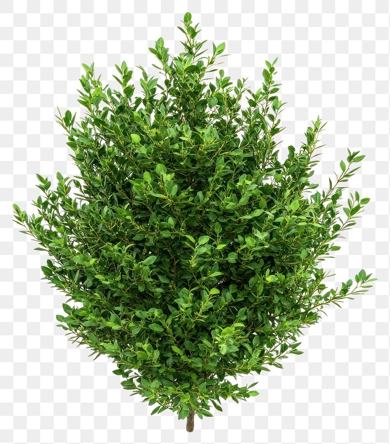 Real Shrub PNG Images | Free Photos, PNG Stickers, Wallpapers ...
