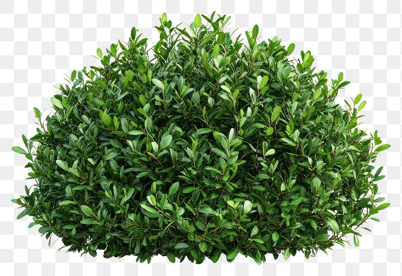 Real Shrub PNG Images | Free Photos, PNG Stickers, Wallpapers ...
