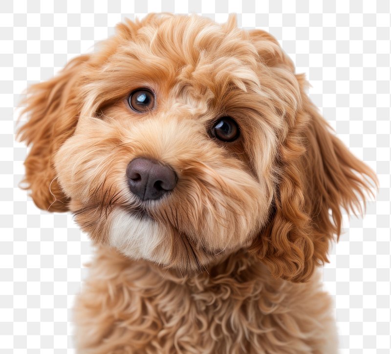 Labradoodle Images | Free Photos, PNG Stickers, Wallpapers ...