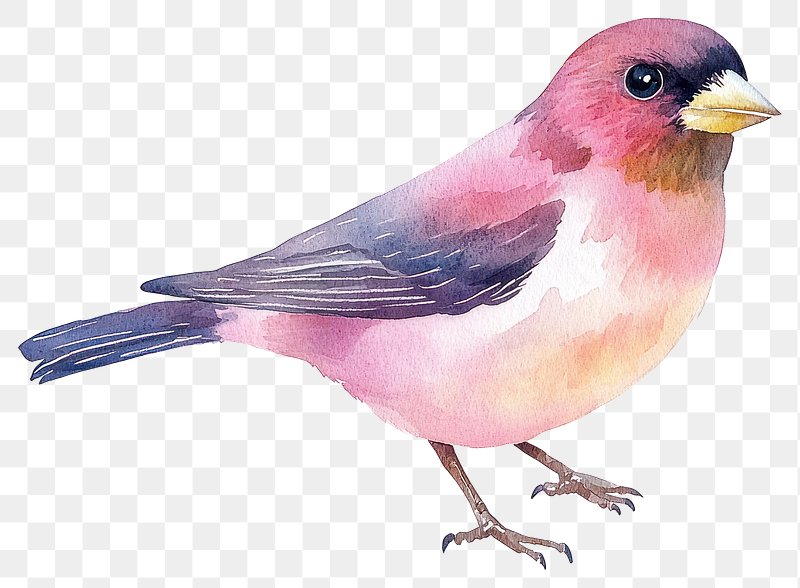 Canaries PNG Images | Free Photos, PNG Stickers, Wallpapers ...