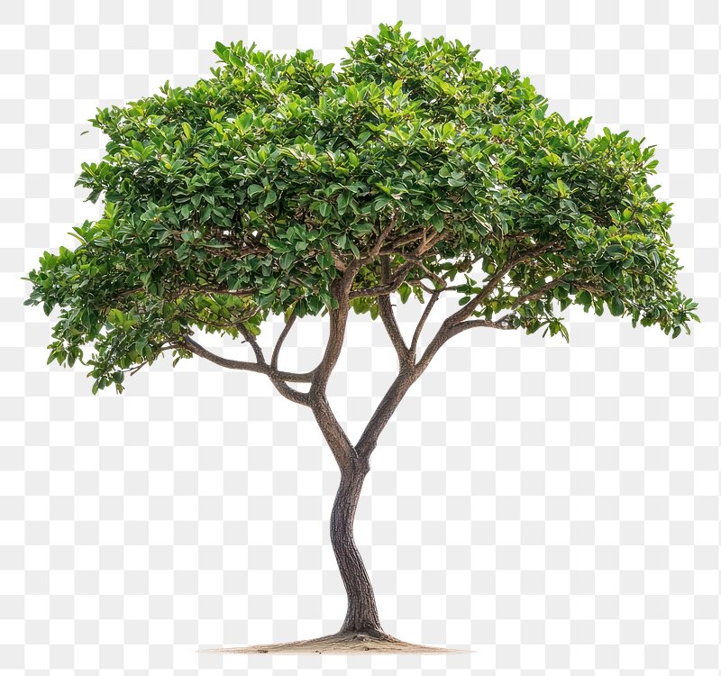 PNG Isolate Trees tree plant | Free PNG - rawpixel