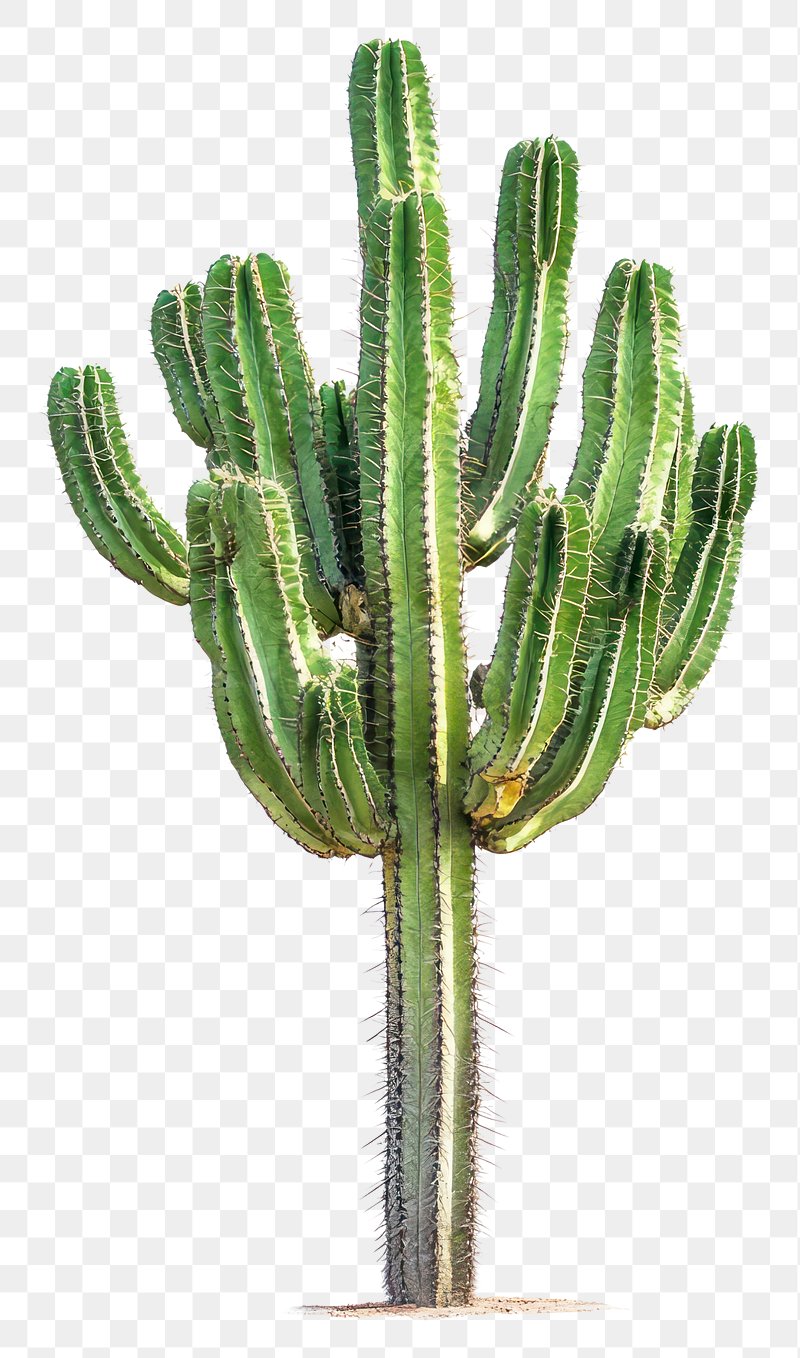 PNG Cactus tree cactus background | Free PNG - rawpixel