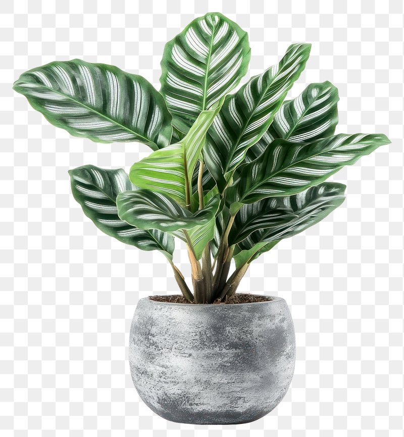 Calathea PNG Images | Free Photos, PNG Stickers, Wallpapers ...