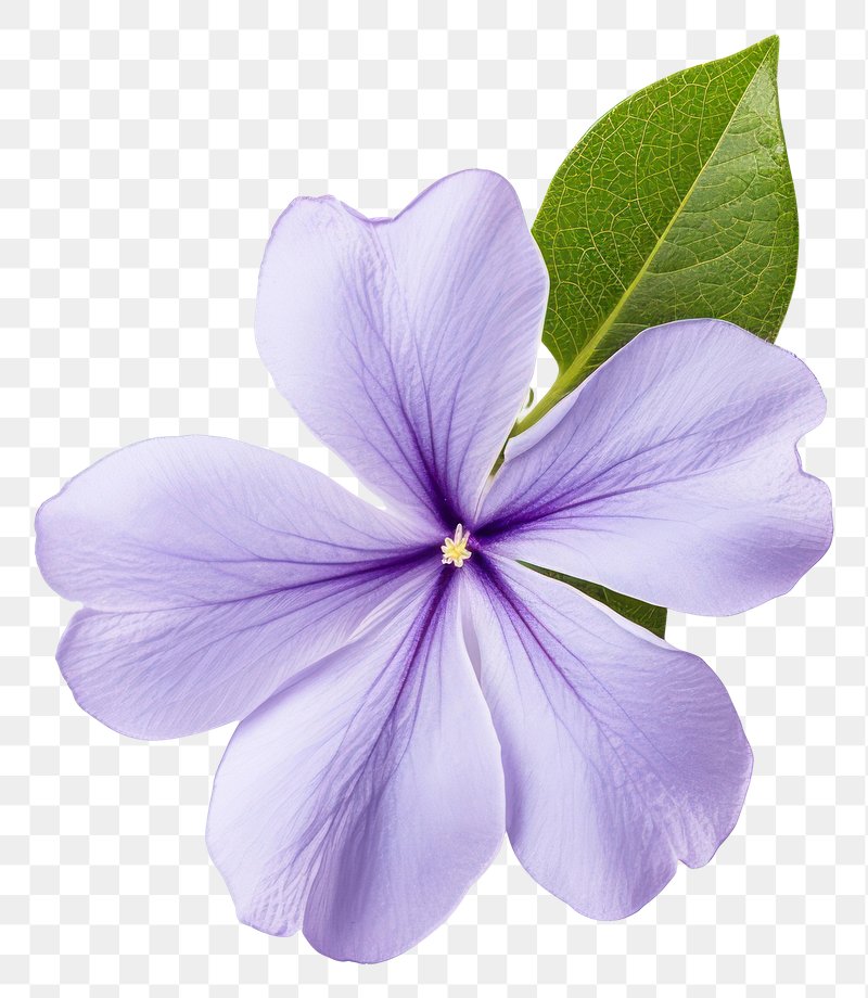 Periwinkle Flower PNG Images | Free Photos, PNG Stickers, Wallpapers ...