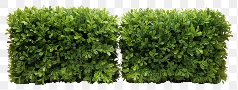 Artificial Boxwood Shrub Images | Free Photos, PNG Stickers, Wallpapers ...