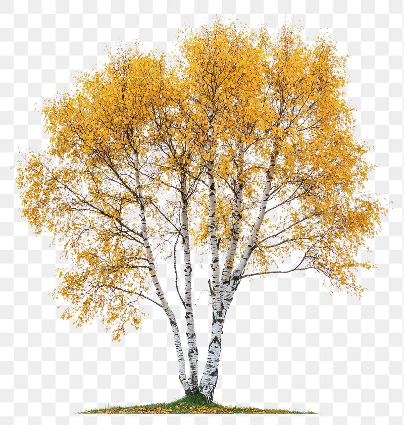 Birch Background Images | Free Photos, PNG Stickers, Wallpapers ...