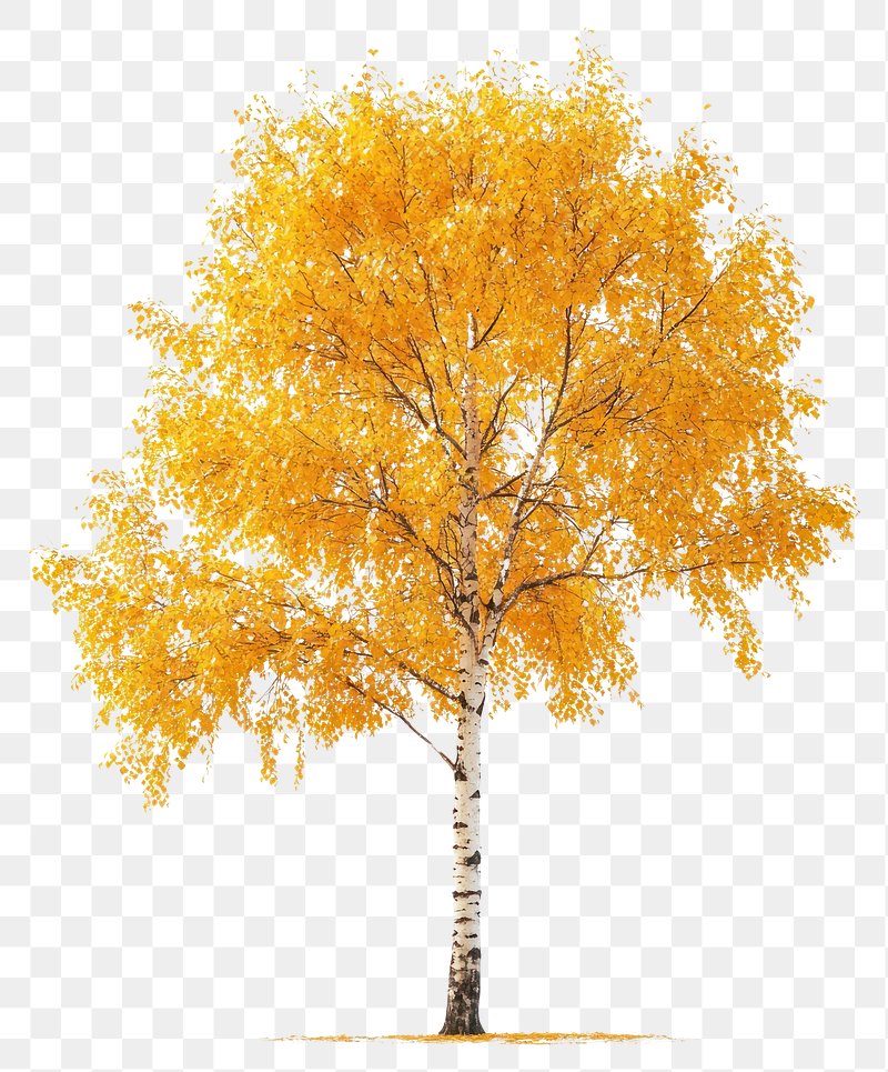 Birch Background Images | Free Photos, PNG Stickers, Wallpapers ...