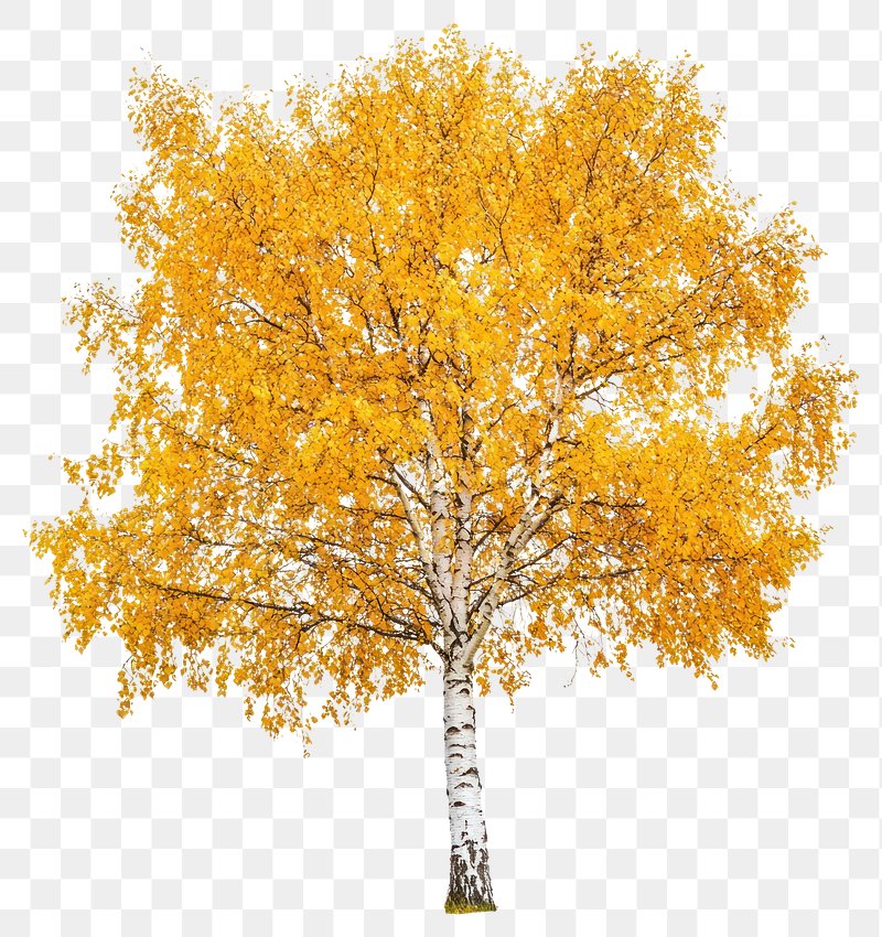 Birch Background Images | Free Photos, PNG Stickers, Wallpapers ...