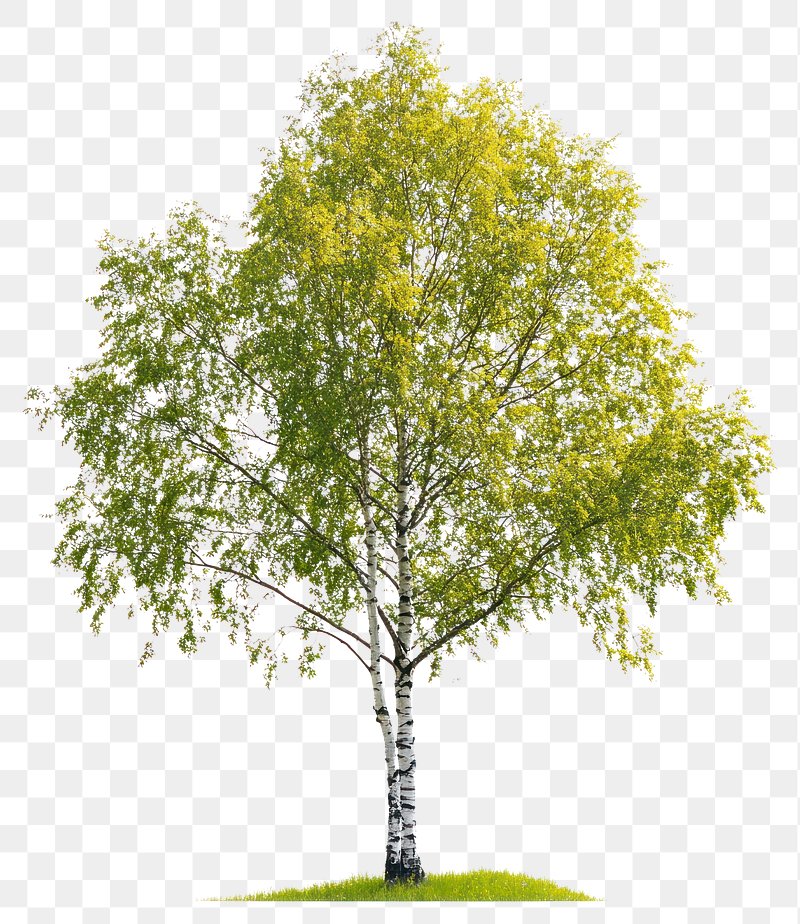Birch Background Images | Free Photos, PNG Stickers, Wallpapers ...