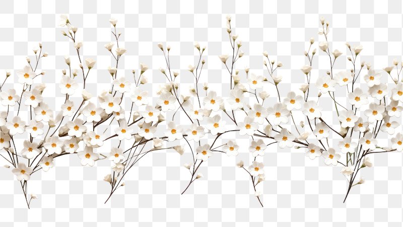 Gypsophila PNG Images | Free Photos, PNG Stickers, Wallpapers ...