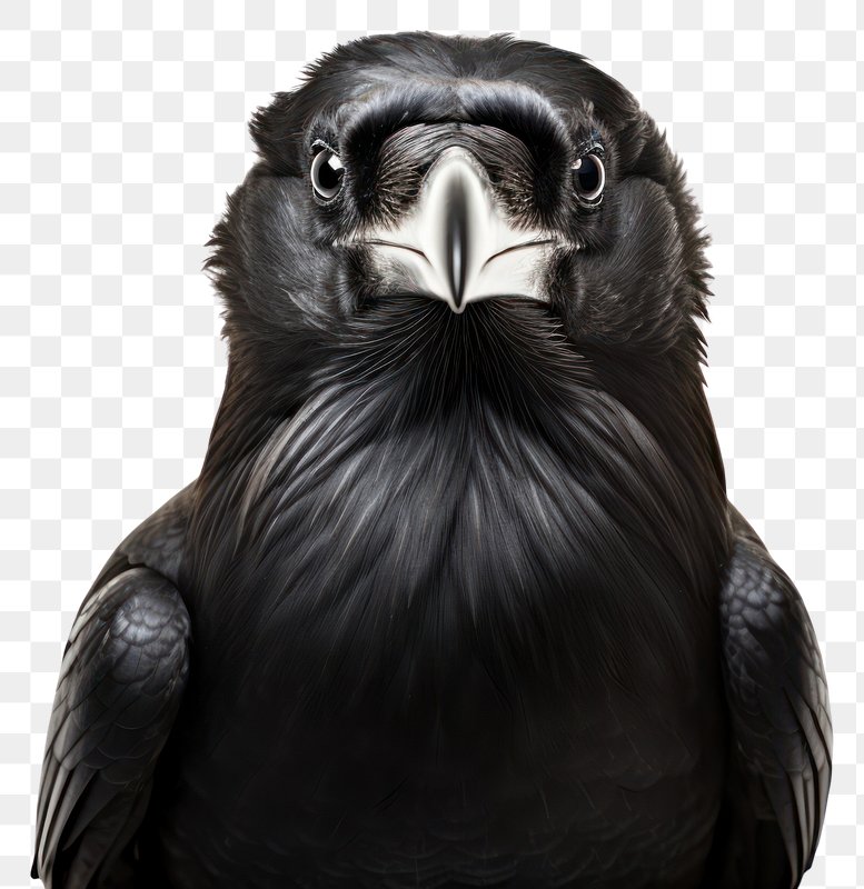 PNG Crow head animal bird | Free PNG - rawpixel