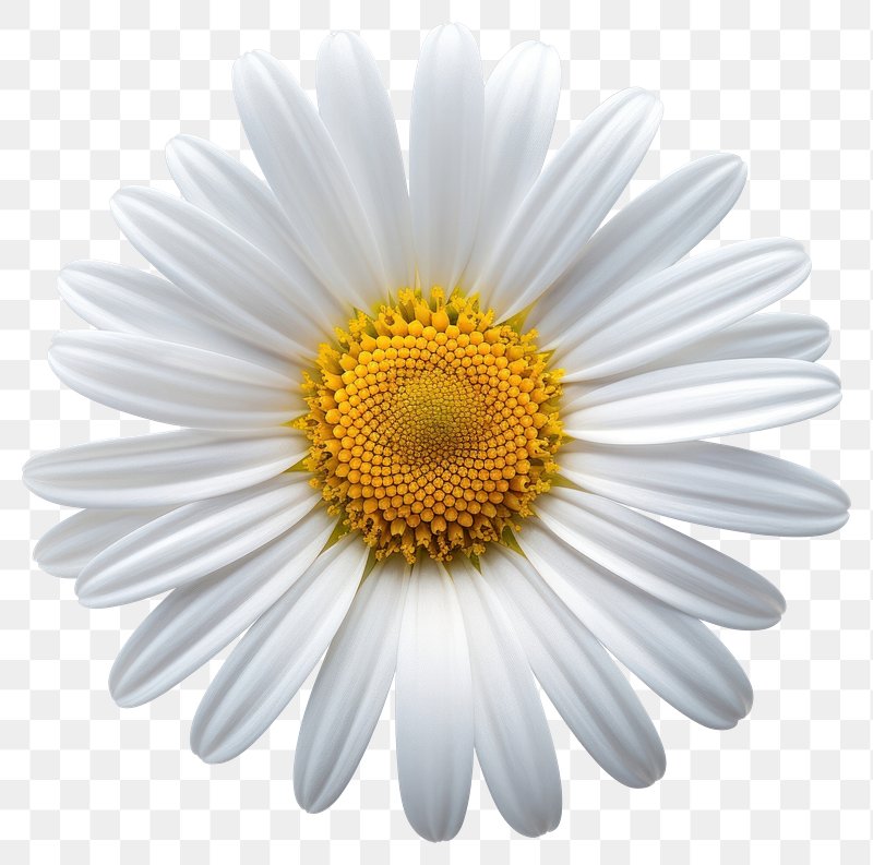 PNG single daisy flower petal | Premium PNG - rawpixel