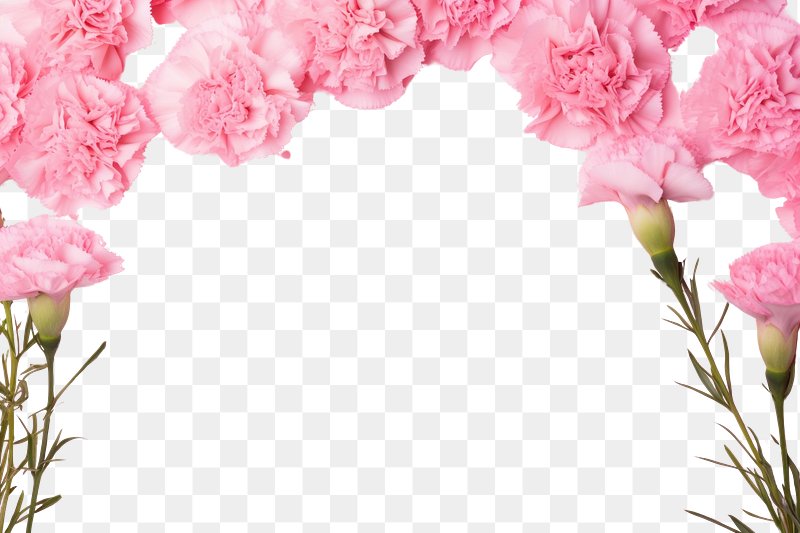 PNG Pink carnation flowers border | Premium PNG - rawpixel