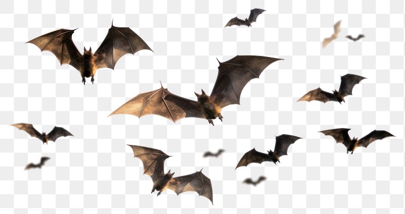 Bat PNG Images | Free Photos, PNG Stickers, Wallpapers & Backgrounds ...