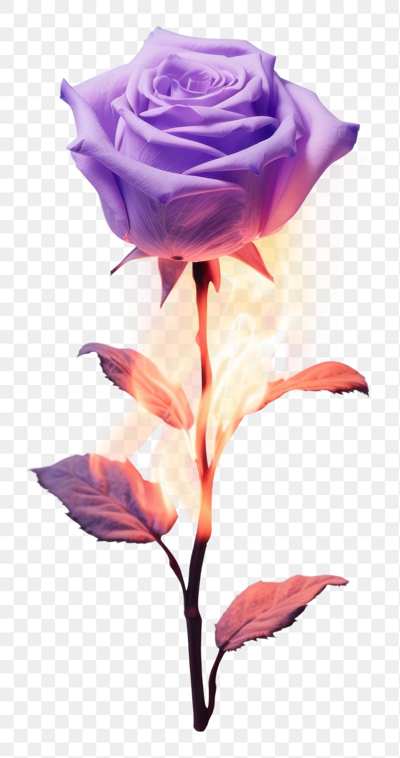 PNG Aesthetic rose fire flower | Premium PNG - rawpixel