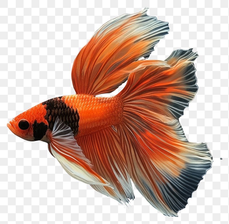 Betta Fish PNG Images | Free Photos, PNG Stickers, Wallpapers ...