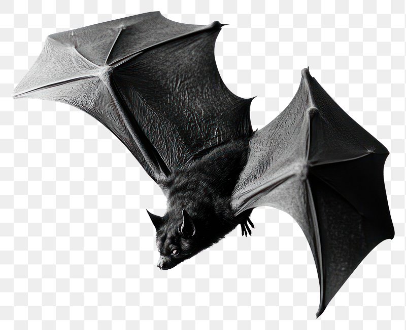 Bats PNG Images | Free Photos, PNG Stickers, Wallpapers & Backgrounds ...