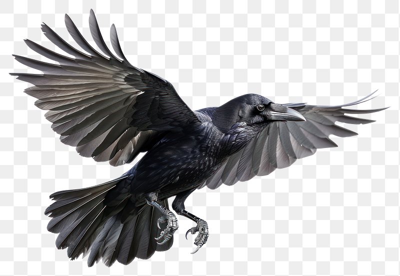 Crow Transparent Background Images | Free Photos, PNG Stickers ...
