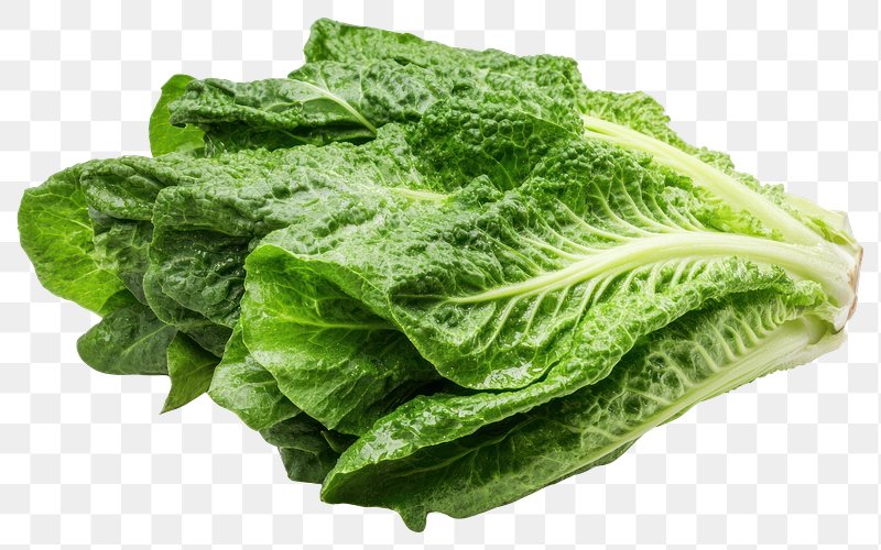 Lettuce Transparent PNG Images | Free Photos, PNG Stickers, Wallpapers ...