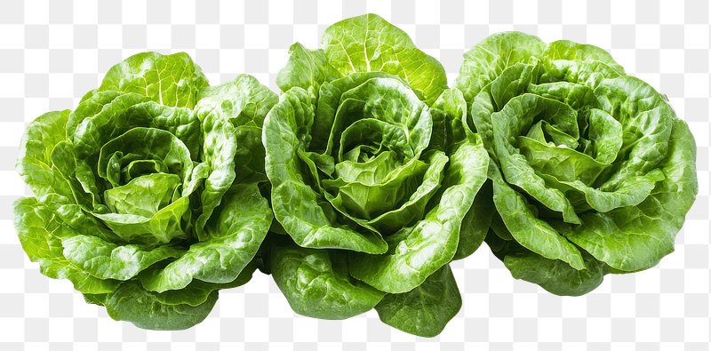 Lettuce Transparent PNG Images | Free Photos, PNG Stickers, Wallpapers ...