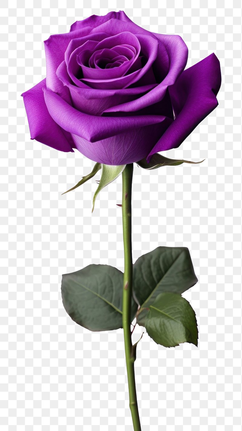 Purple Rose PNG Images | Free Photos, PNG Stickers, Wallpapers ...