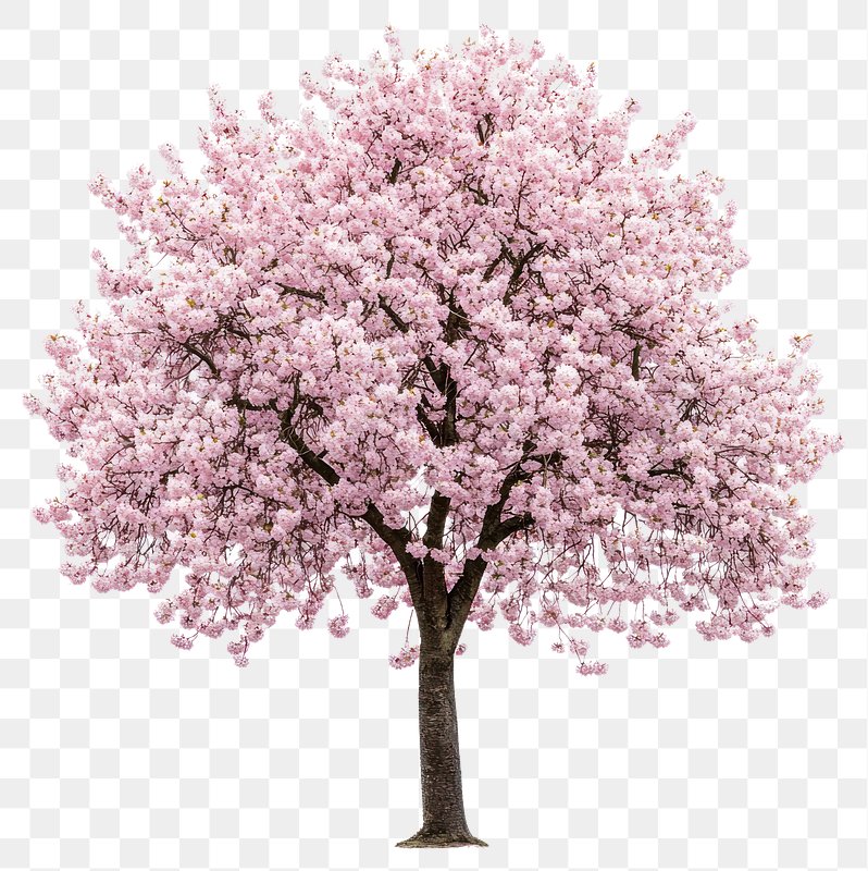 PNG Blooming cherry blossom tree | Premium PNG - rawpixel