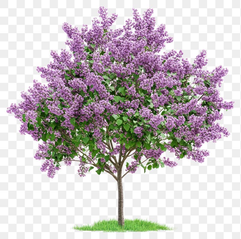 Purple Tree PNG Images | Free Photos, PNG Stickers, Wallpapers ...