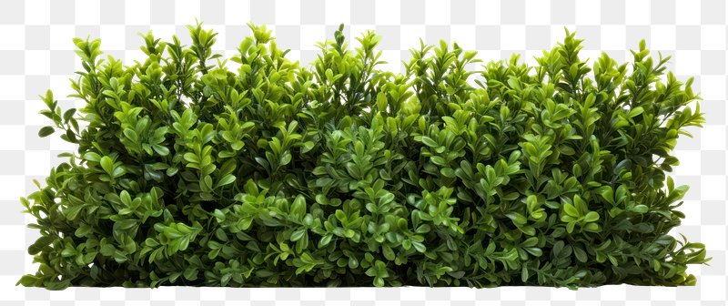 Boxwood PNG Images | Free Photos, PNG Stickers, Wallpapers ...