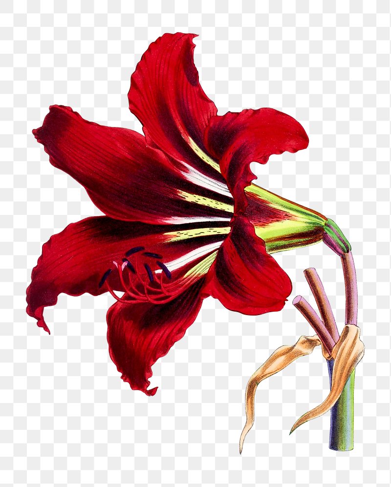 Amaryllis Flower PNG Images | Free Photos, PNG Stickers, Wallpapers ...