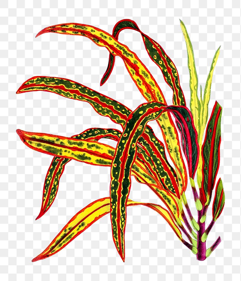 Croton Leaf PNG Images | Free Photos, PNG Stickers, Wallpapers ...