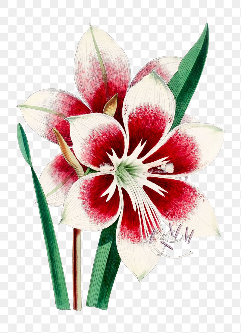Amaryllis PNG Images | Free Photos, PNG Stickers, Wallpapers ...