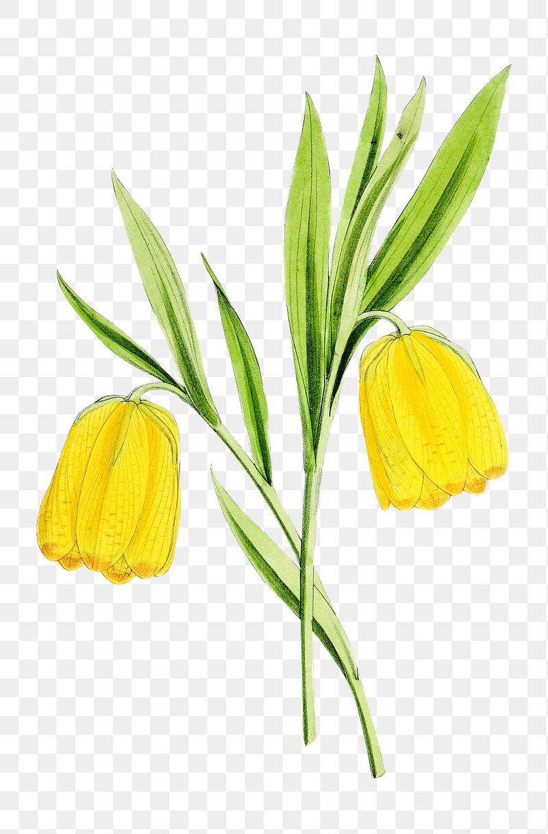 Daffodil Flower Vintage PNG Images | Free Photos, PNG Stickers ...