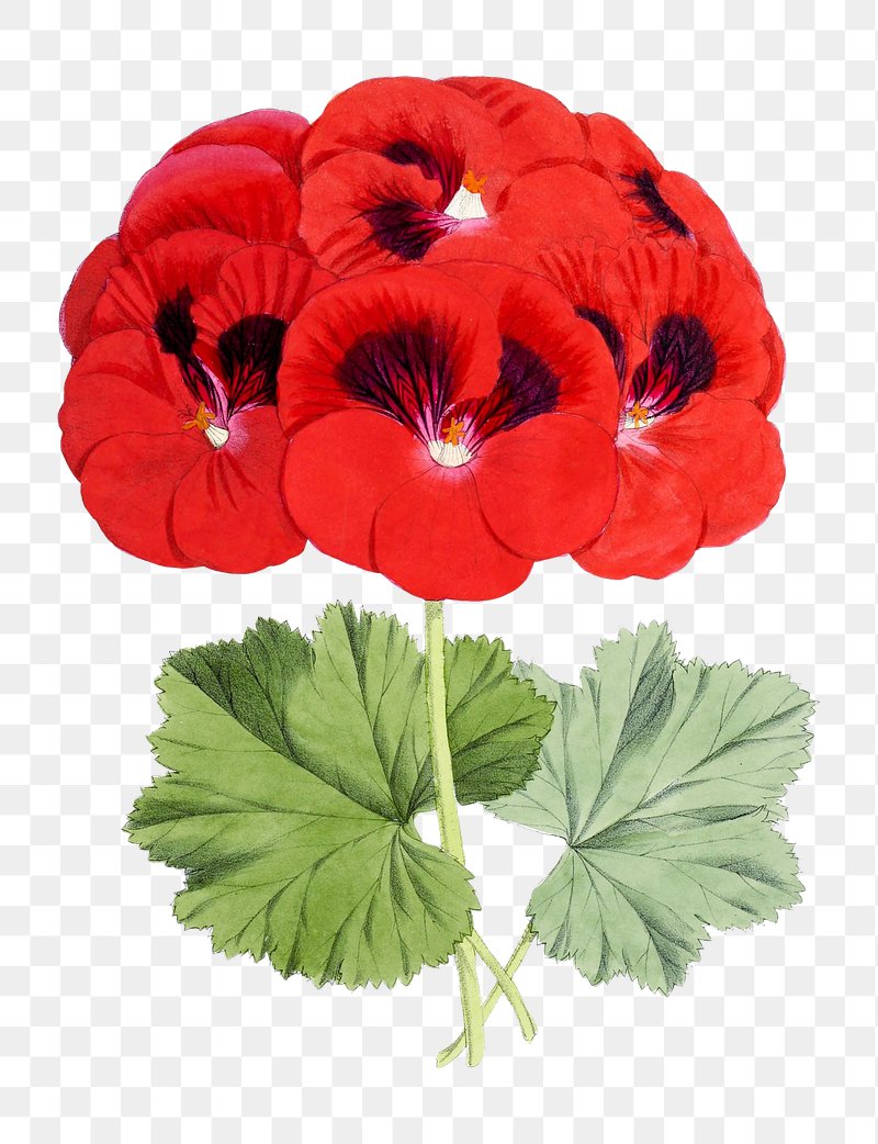 PNG Pelargoniums or Geraniums vintage | Free PNG - rawpixel