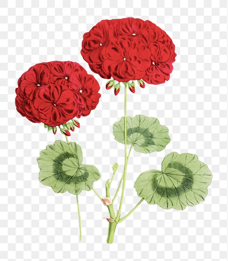PNG Vintage Geranium vintage illustration | Free PNG - rawpixel