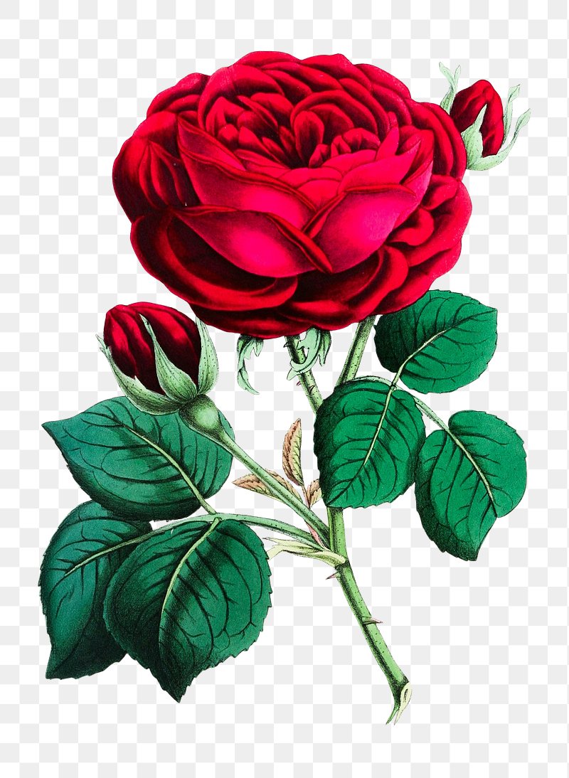 PNG Red rose vintage illustration | Free PNG - rawpixel
