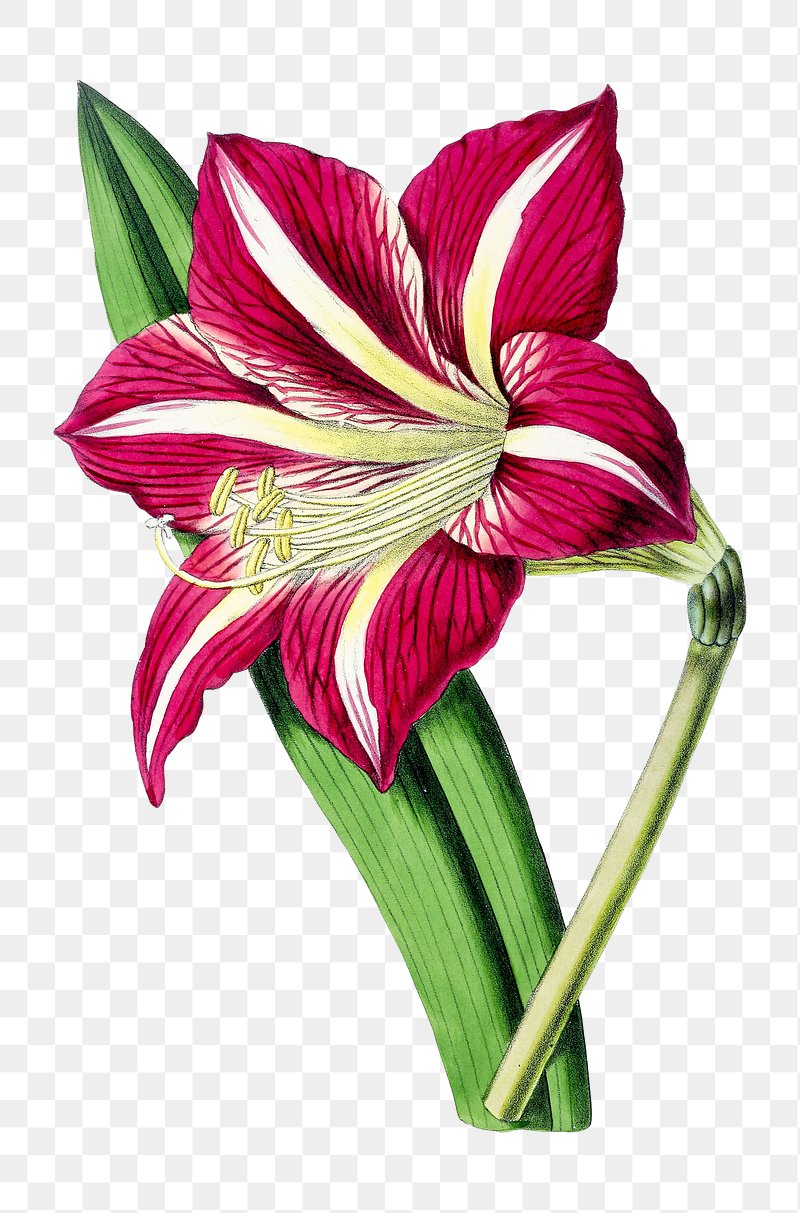 Amaryllis Flower PNG Images | Free Photos, PNG Stickers, Wallpapers ...
