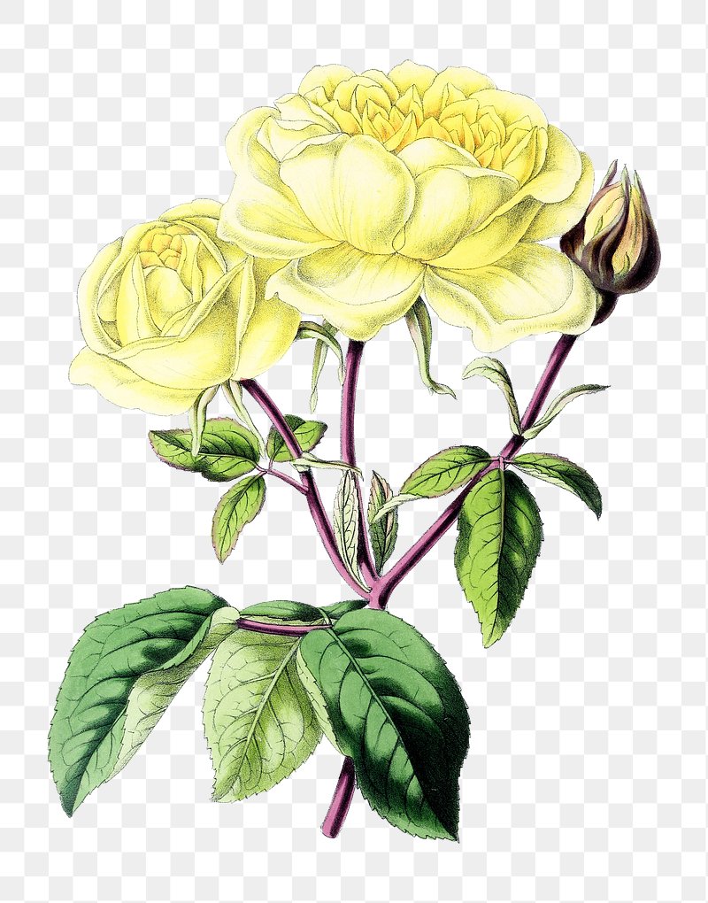PNG Yellow rose vintage illustration | Free PNG - rawpixel