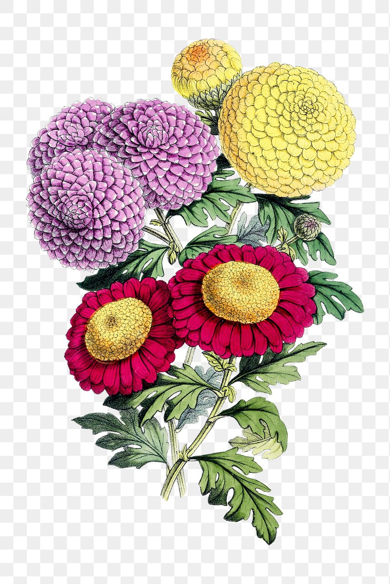 Opium Images | Free Photos, PNG Stickers, Wallpapers & Backgrounds ...