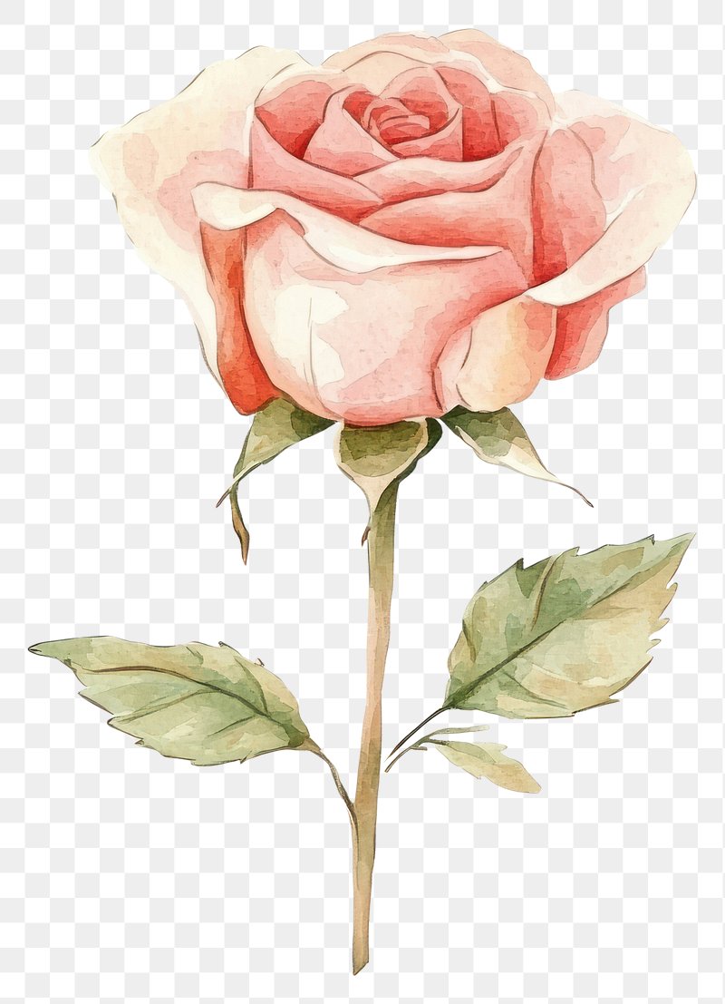 PNG Rose flower illustration watercolor | Free PNG - rawpixel