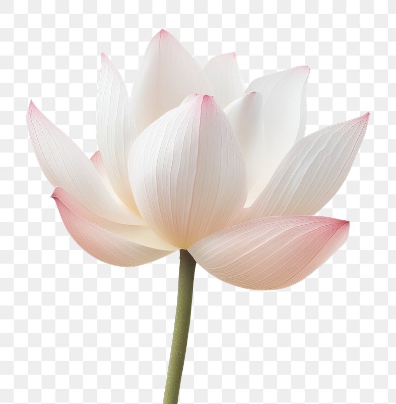 PNG Lotus branch art illustration | Free PNG - rawpixel