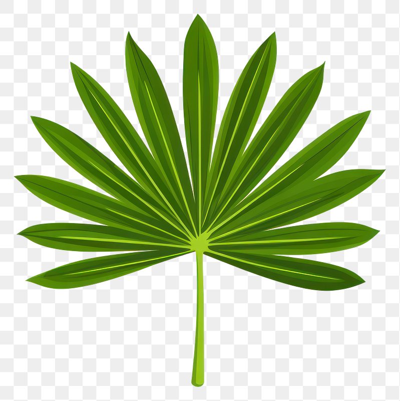 Palm Fan PNG Images | Free Photos, PNG Stickers, Wallpapers ...