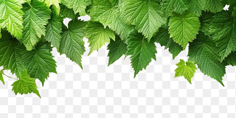 Vines Border Images | Free Photos, PNG Stickers, Wallpapers ...