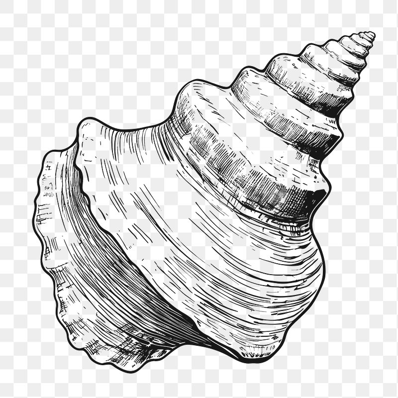 Clam Clipart Images | Free Photos, PNG Stickers, Wallpapers ...