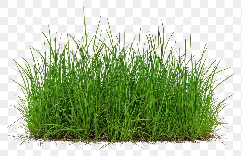 PNG Grassfield vegetation background isolated | Free PNG - rawpixel