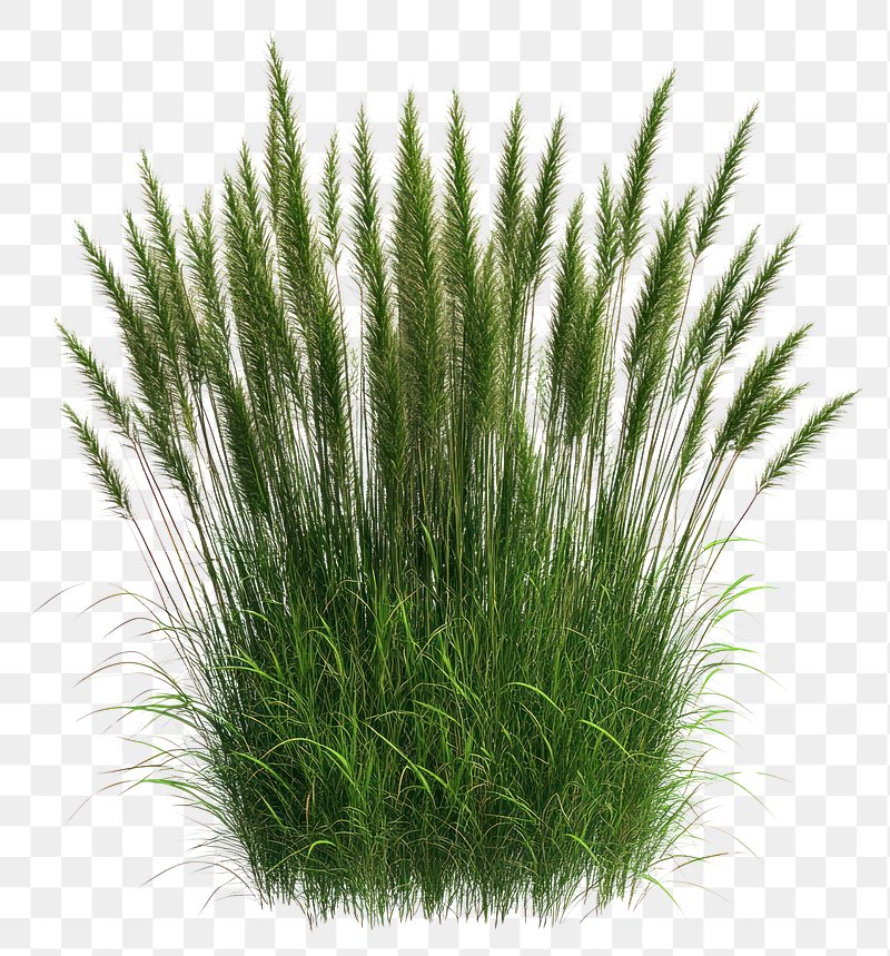 Reed PNG Images | Free Photos, PNG Stickers, Wallpapers & Backgrounds ...