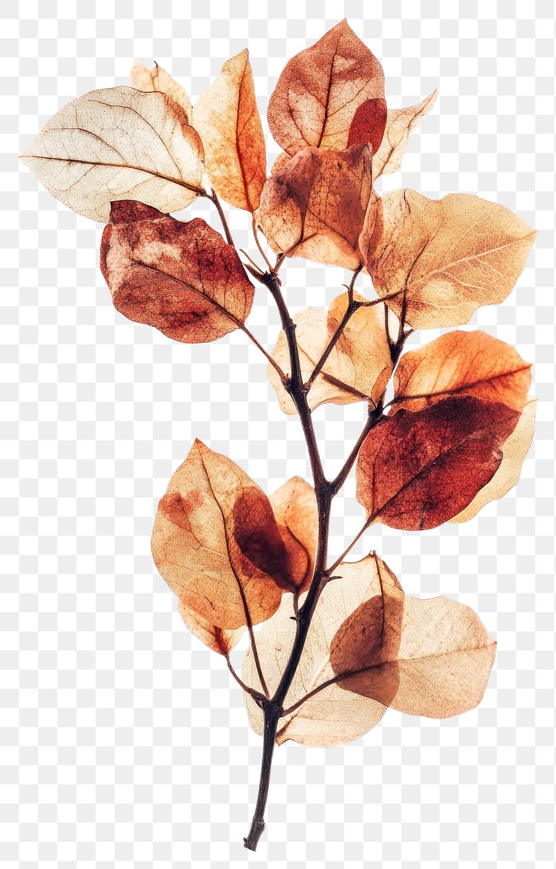 Myrtle PNG Images | Free Photos, PNG Stickers, Wallpapers & Backgrounds ...